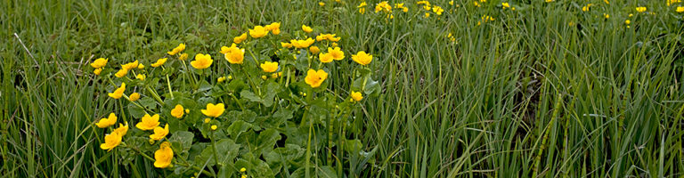 NATURAL SURROUNDINGS | Norfolk's Wildlife-Gardening & Wildflower Centre ...
