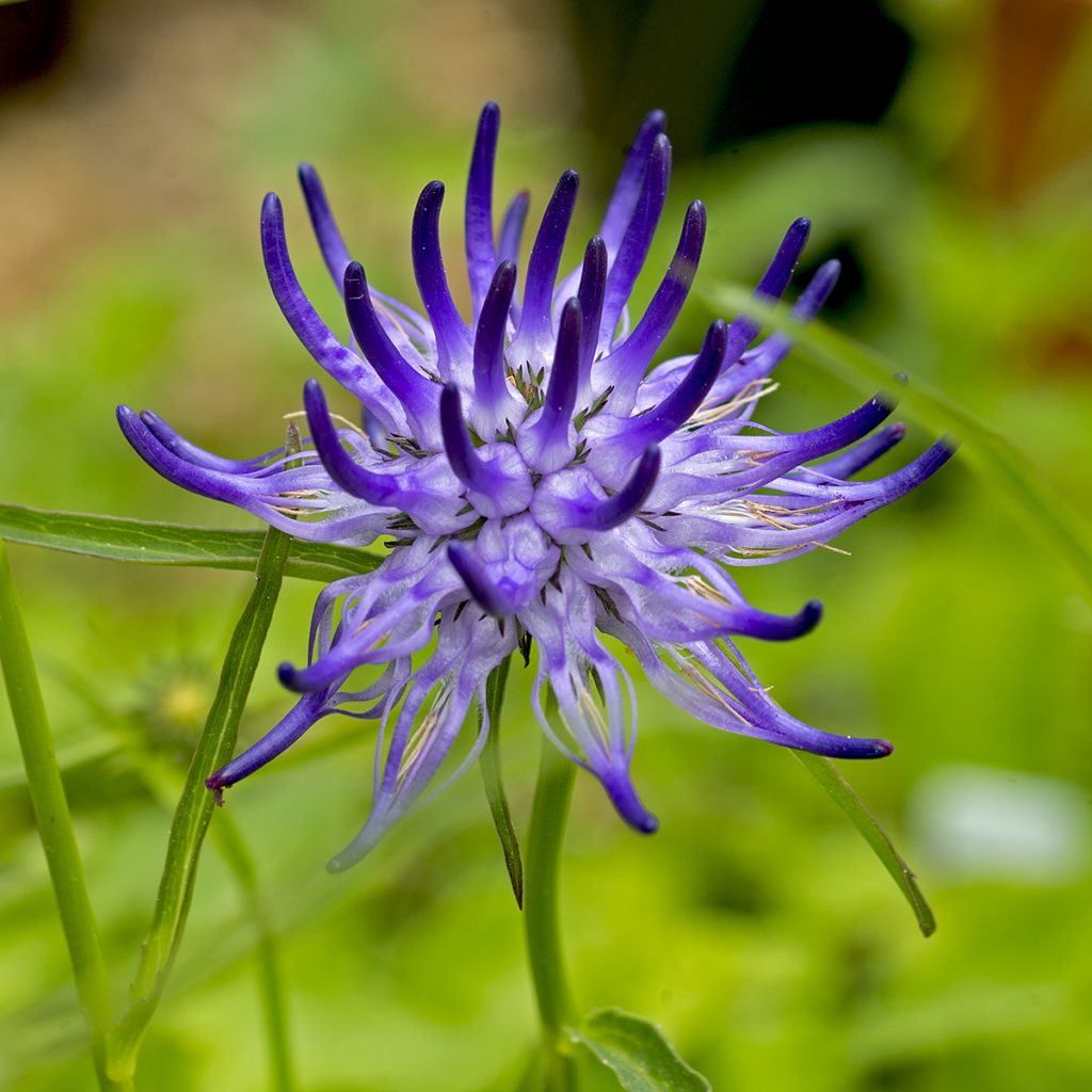 NATURAL SURROUNDINGS | Norfolk's Wildlife-Gardening & Wildflower Centre ...