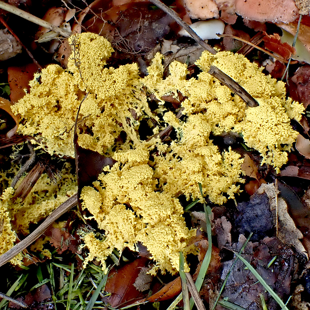 Slime Moulds | NATURAL SURROUNDINGS